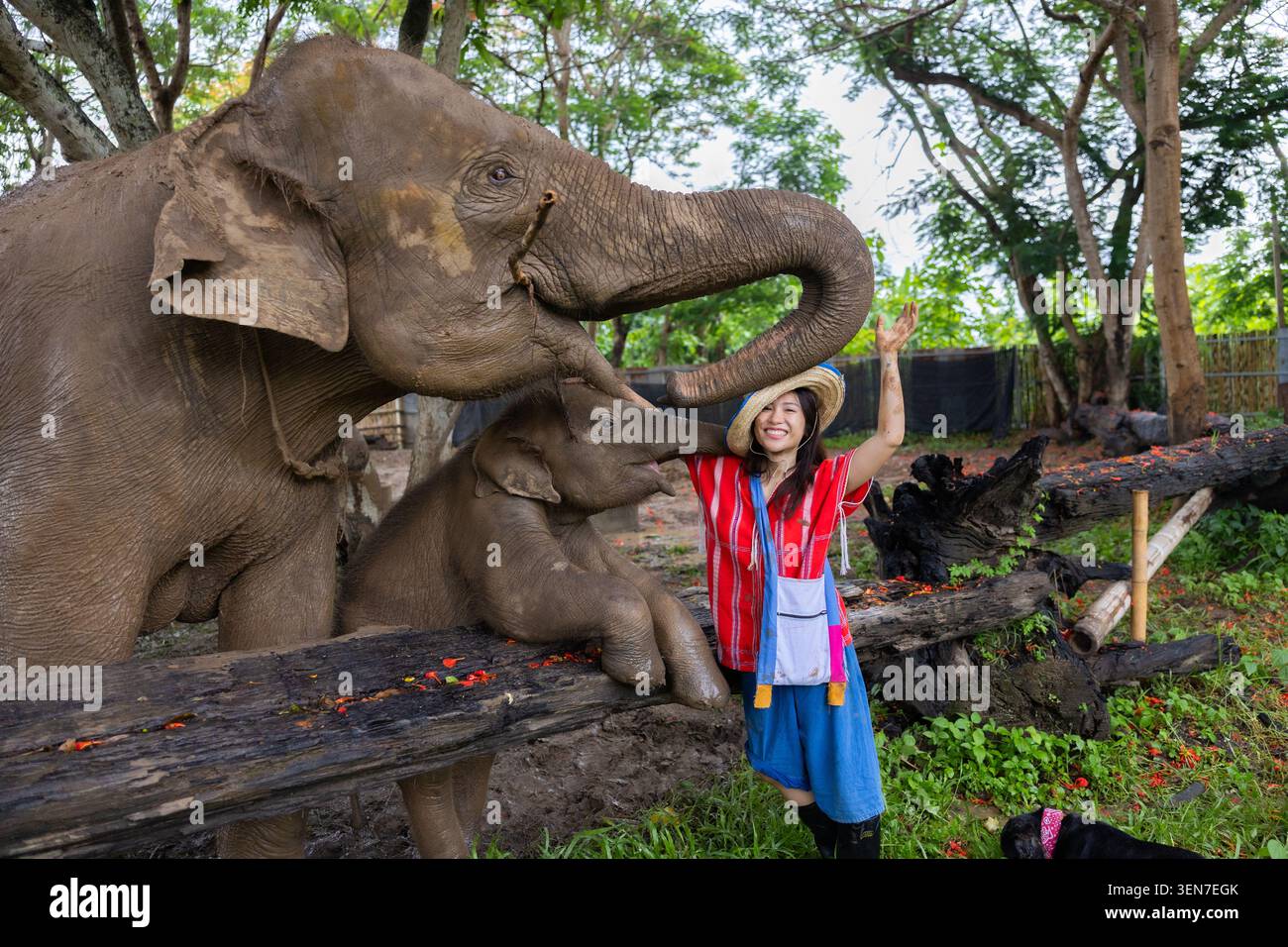 Elephant calf woman forest animal trunk smile travel nature sanctuary ...