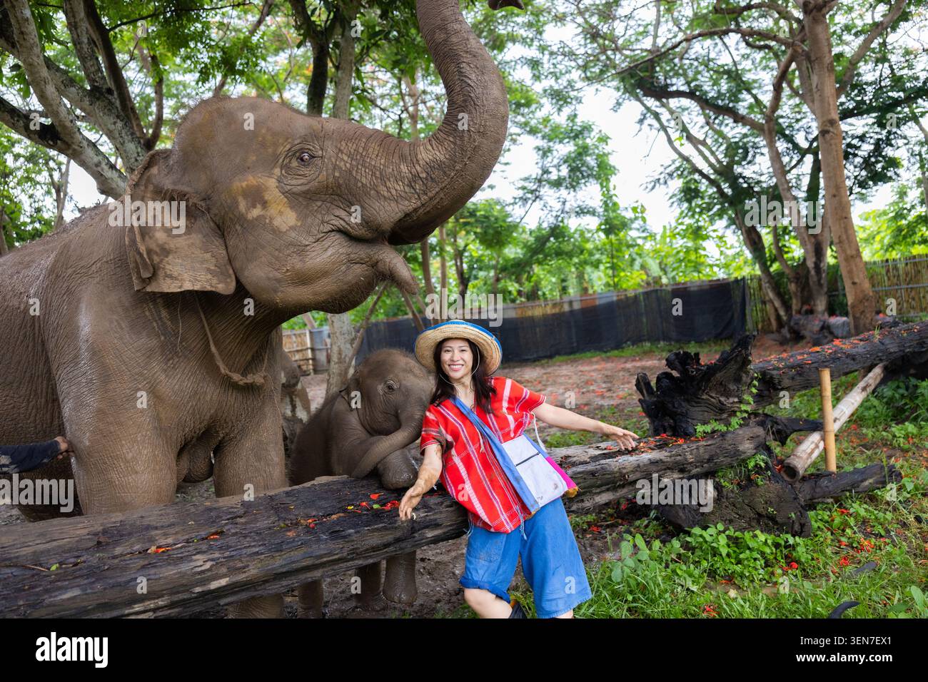 Elephant woman forest animal travel sanctuary feeding smile red shirt ...