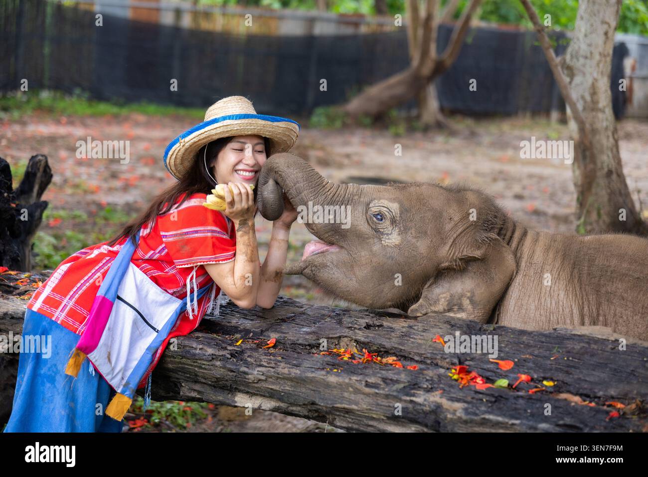 Woman elephant calf kiss smile hat traditional dress outdoor animal ...