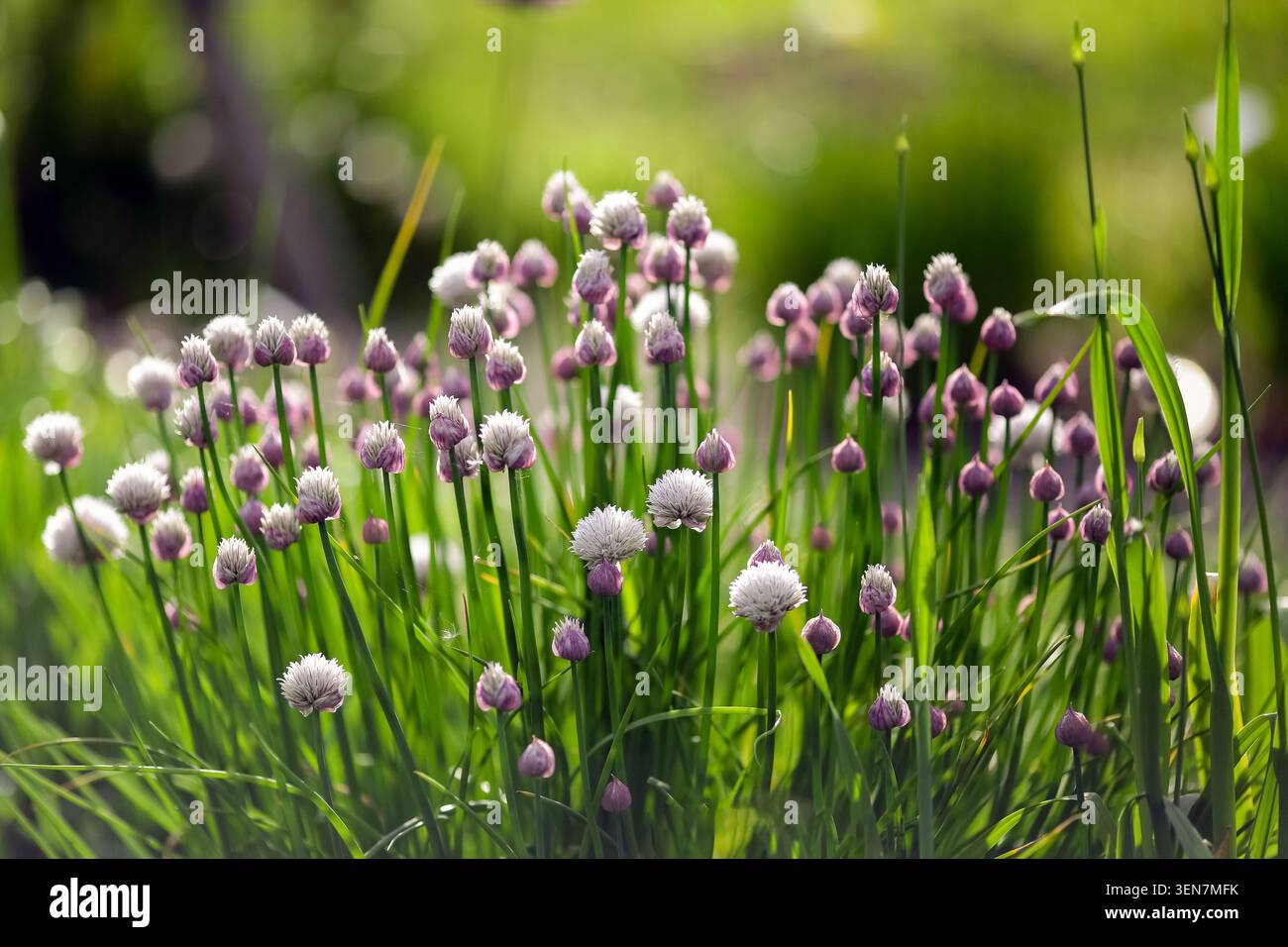 Plantation of the blooming plant Allium in the garden Stock Photo - Alamy