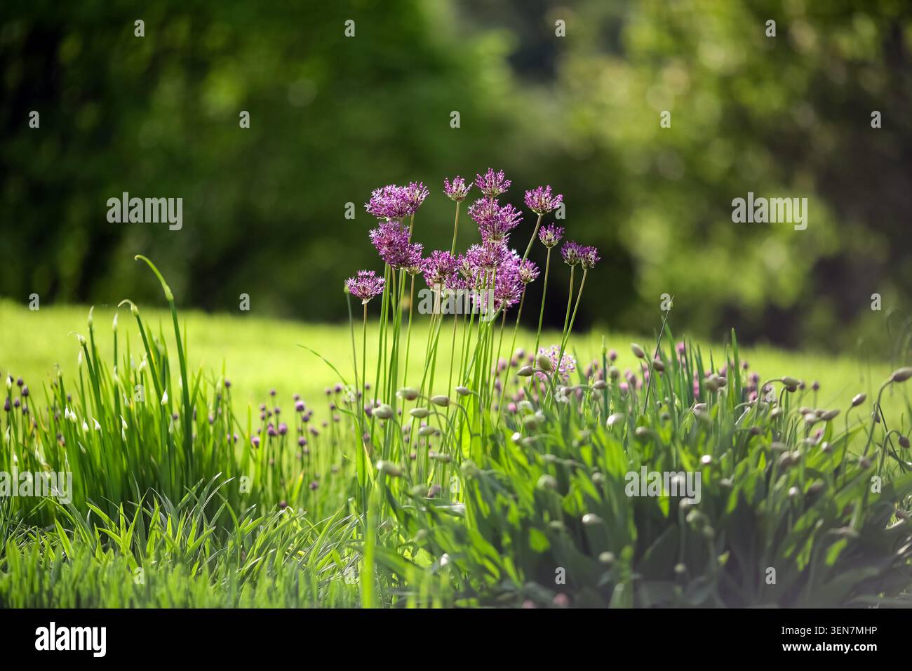 Plantation of the blooming plant Allium in the garden Stock Photo - Alamy
