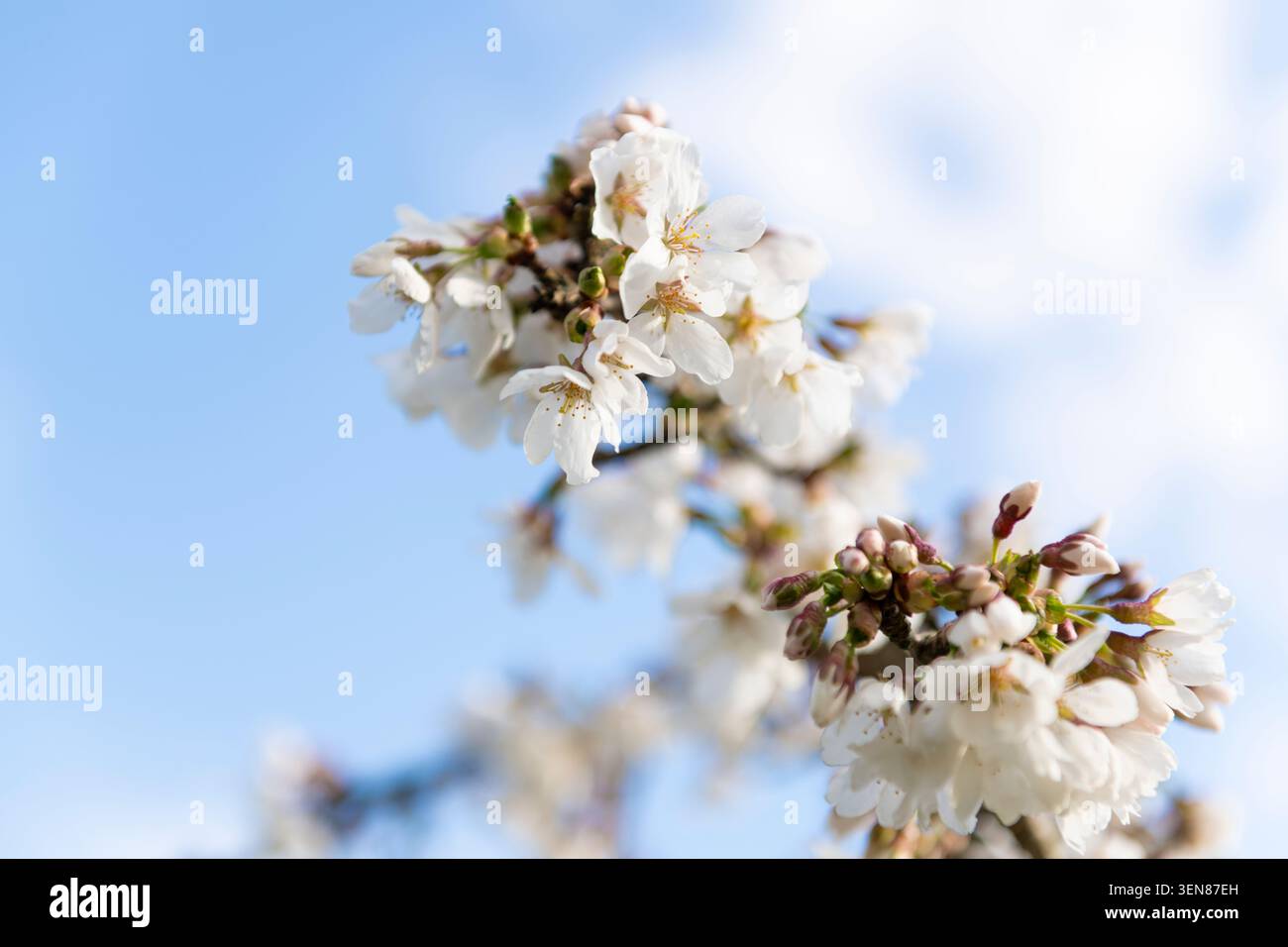 Blooming Cherry Blossoms Dancing in the Gentle Spring Breeze Under a ...