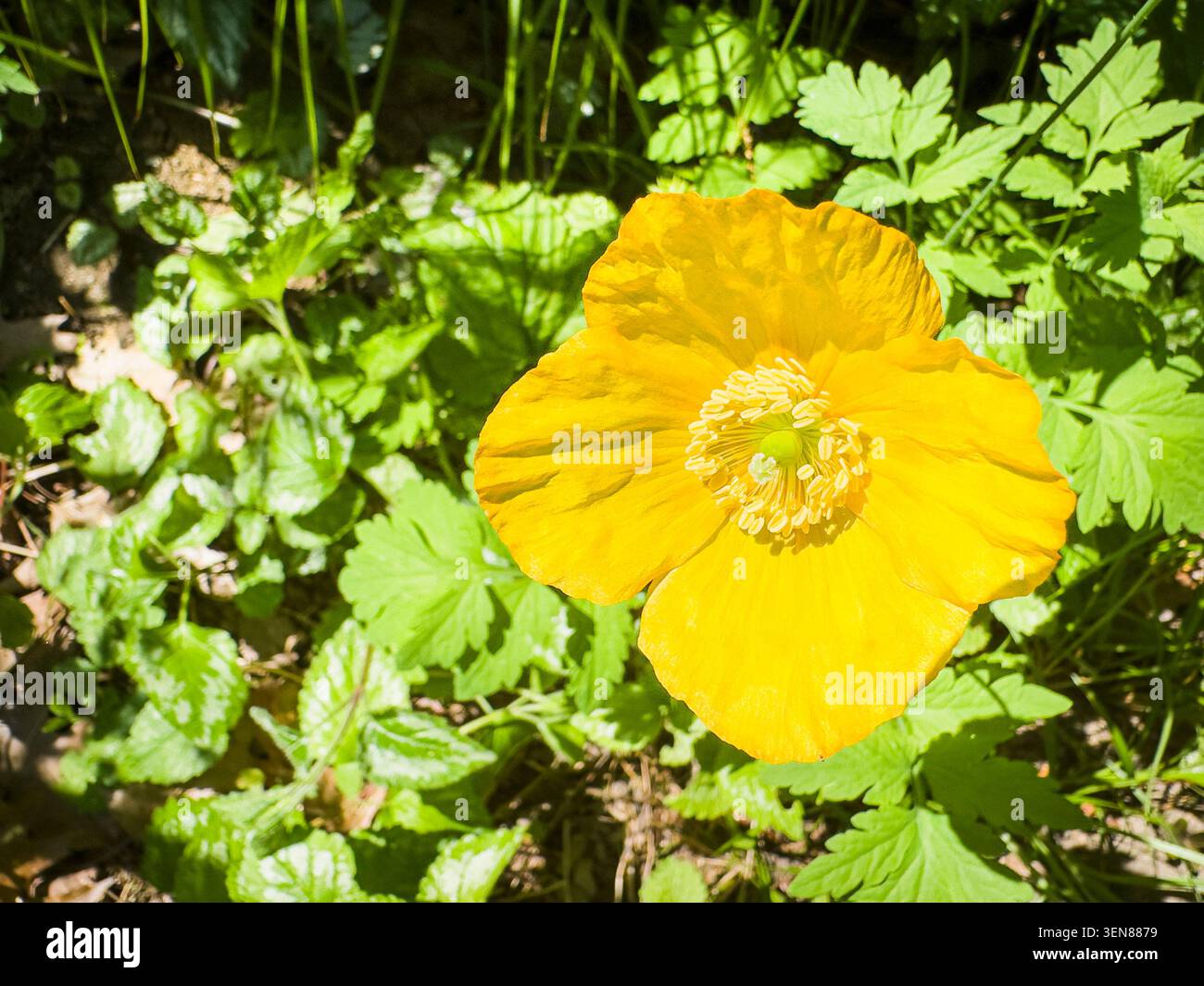 Welsh Poppy, Meconopsis cambrica, blossoms in Pruhonice, Czech Republic ...