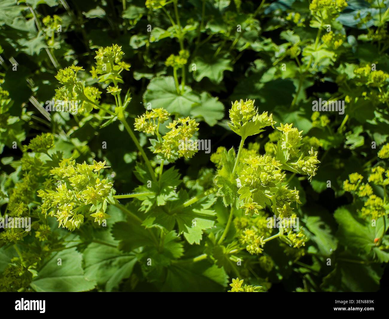 Garden Lady's-mantle, Alchemilla mollis, blossoms in Pruhonice, Czech ...