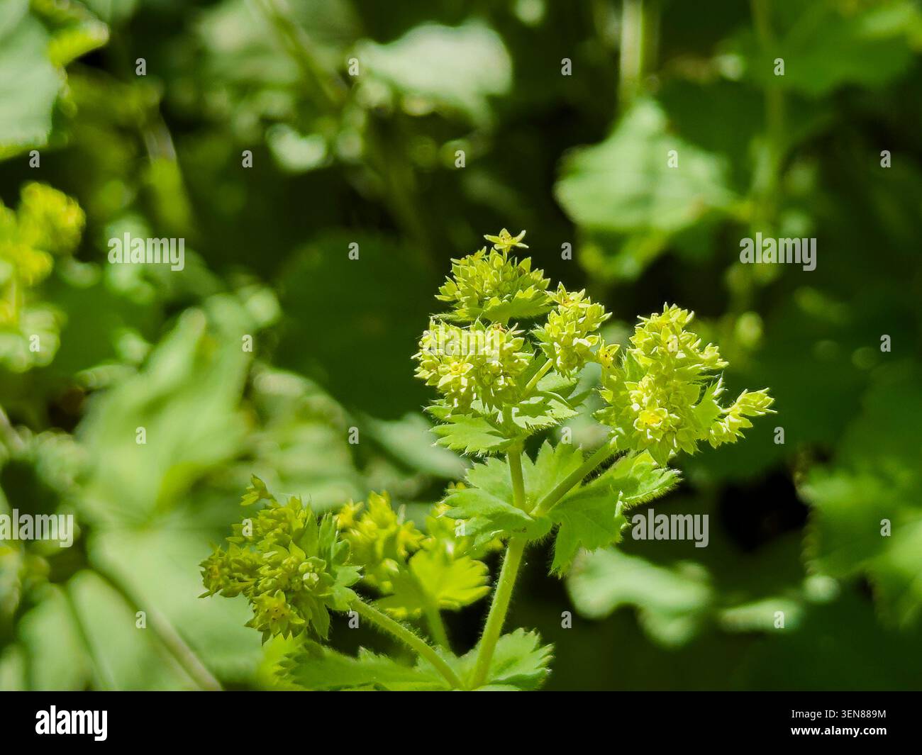 Garden Lady's-mantle, Alchemilla mollis, blossoms in Pruhonice, Czech ...