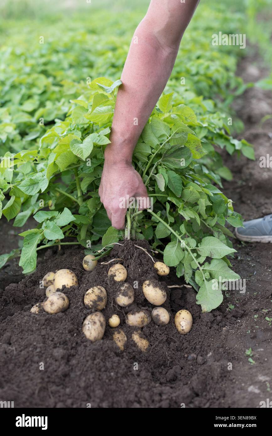 Side view of a male hand holding a freshly dug potato plant with ...