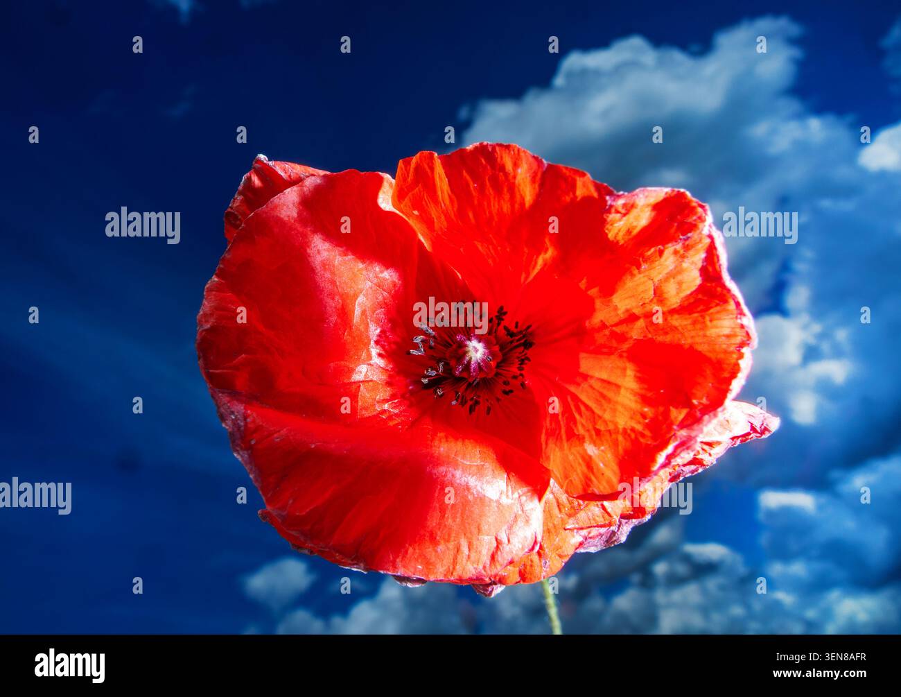 10 June 2026, Mecklenburg-Western Pomerania, Stöllnitz: The petals of a ...