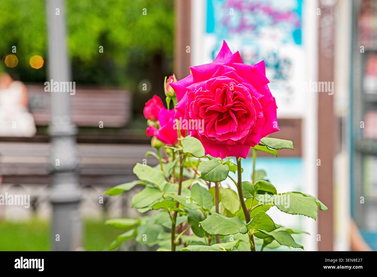 A pink, blooming rose in a city garden Stock Photo - Alamy