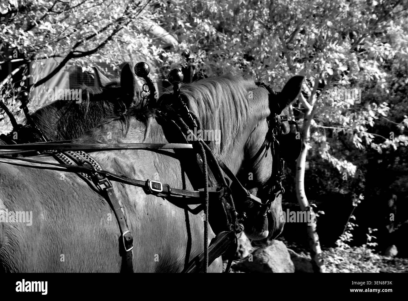 High contrast black and white Old Tucson Movie Studio Set west of ...