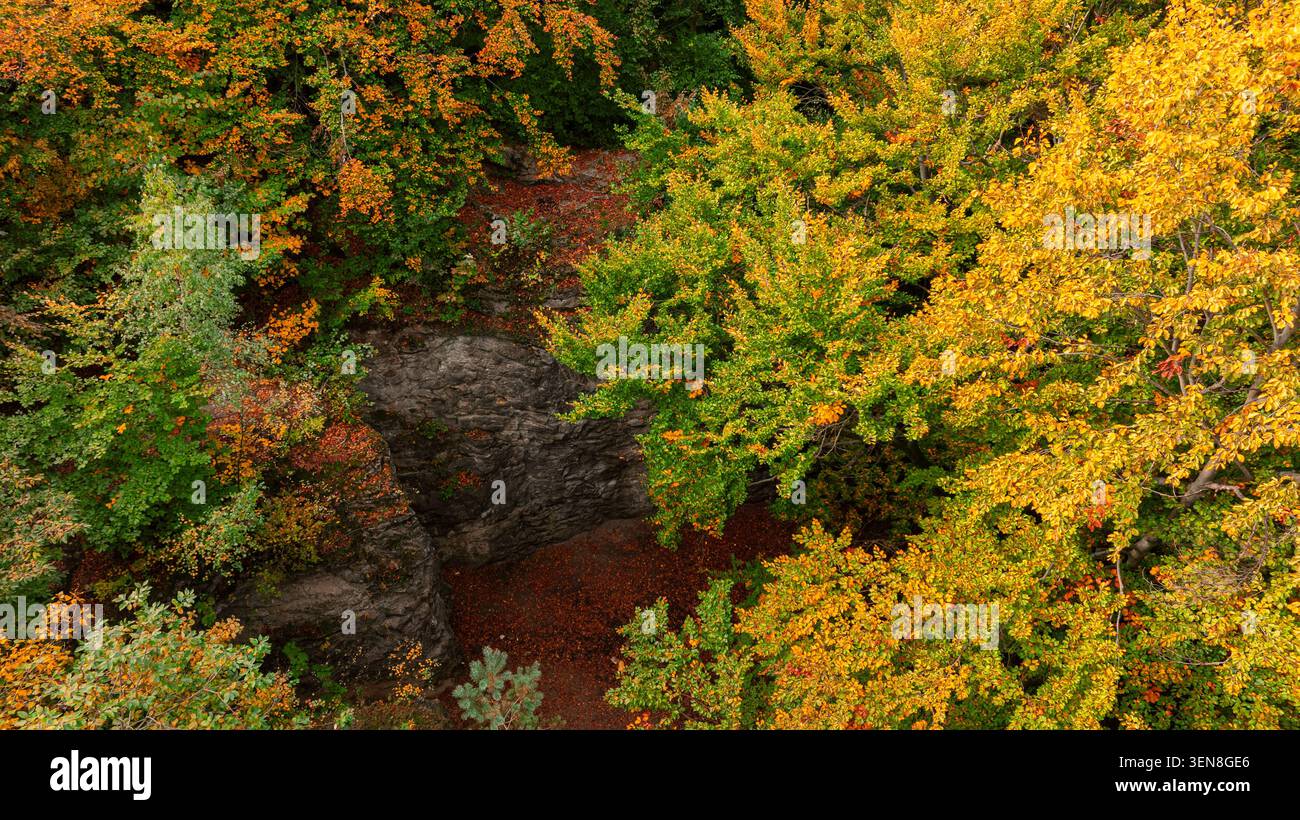 top trees September season aerial view wood land background Stock Photo ...