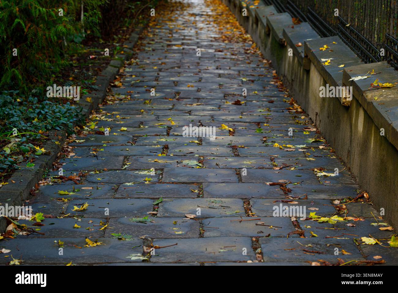 wet street tile cobble stone close up perspective pedestrian road view ...