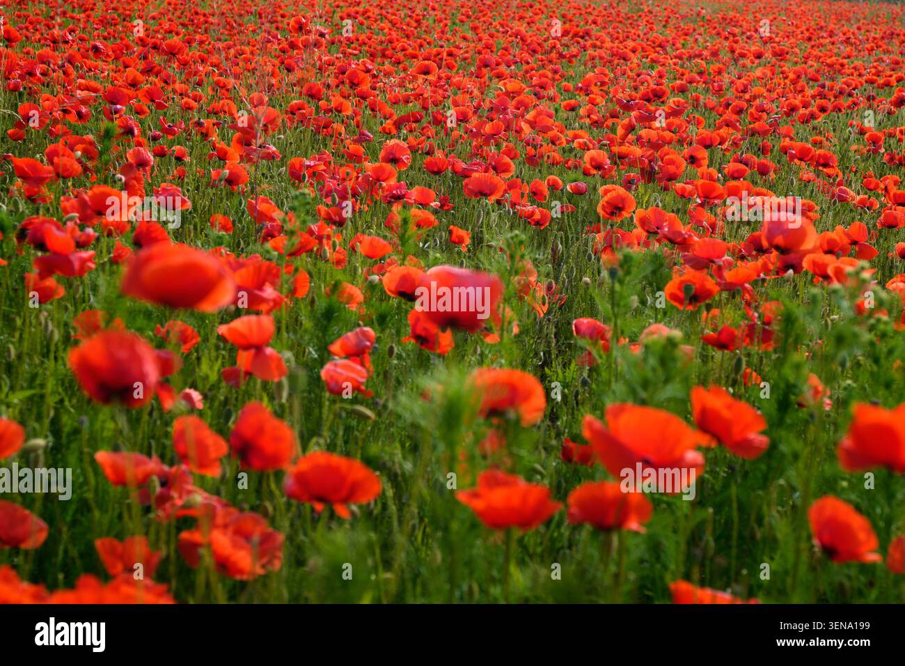 Poppy flowers bloom on a meadow near Deersheim, Germany, Wednesday ...