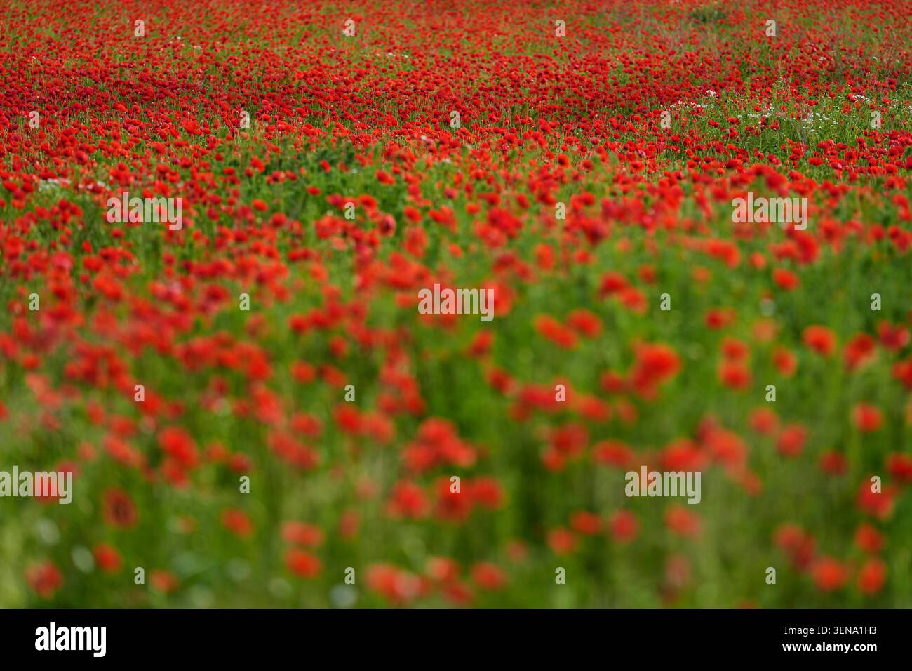 Poppy flowers bloom on a meadow near Deersheim, Germany, Wednesday ...
