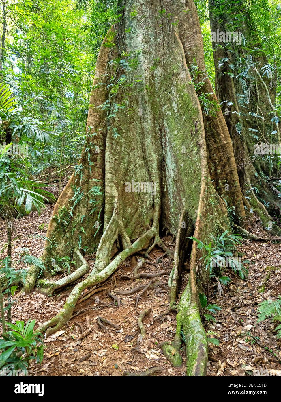 Buttressed tree in Dorrigo National Park Stock Photo - Alamy
