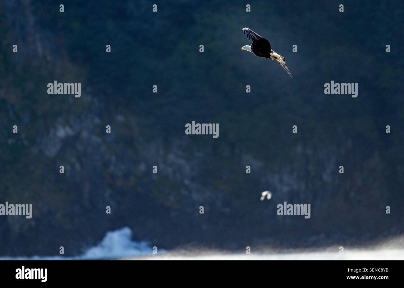 Bald eagle in the winter flying over the ocean with the waves crashing ...