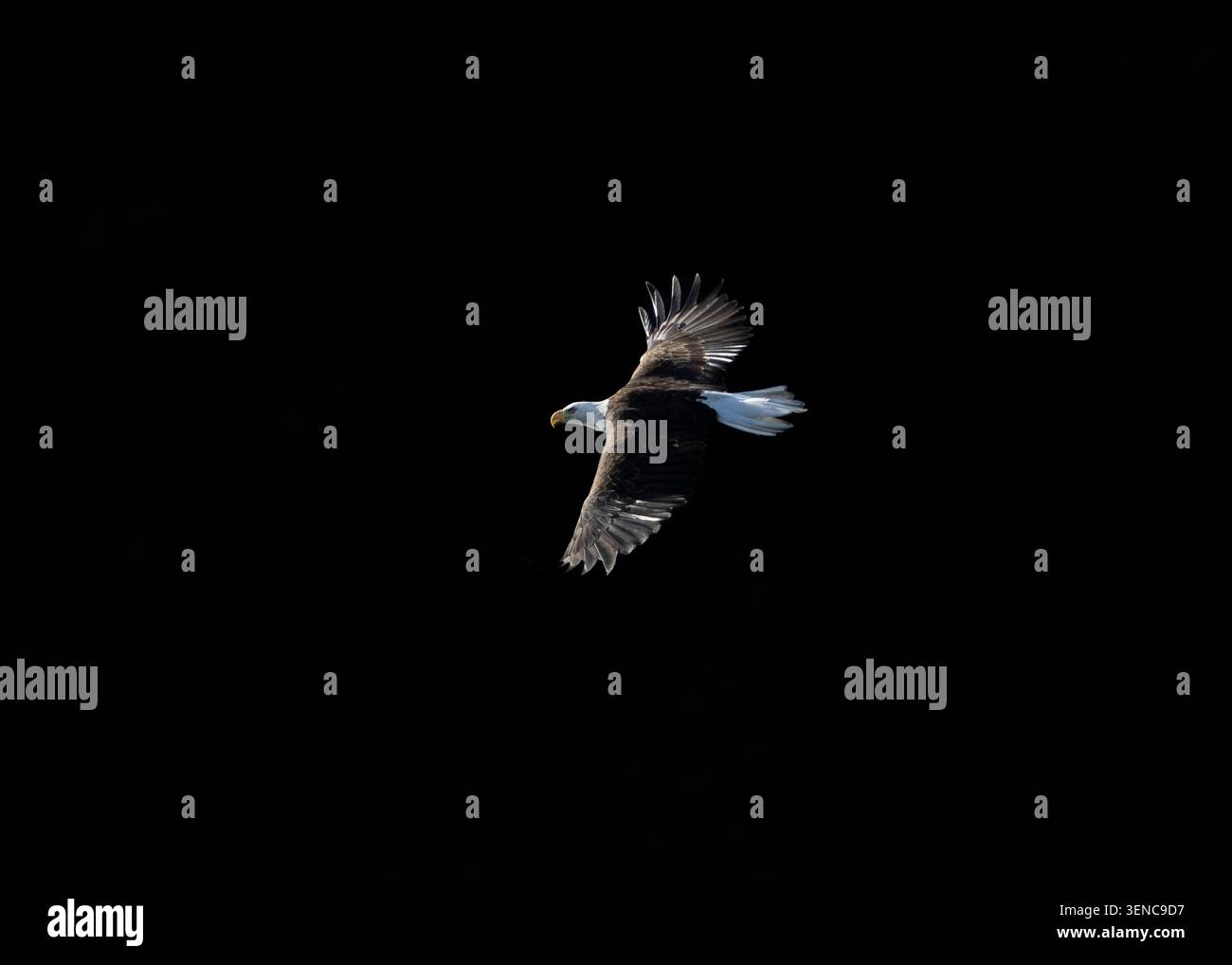 Bald eagle in winter flying into the sun with a dark cliff face behind ...