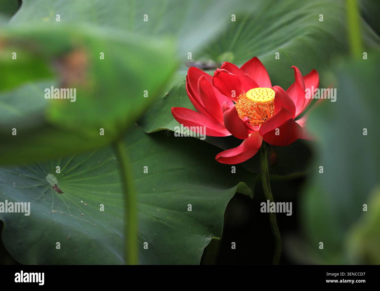 Lotus flowers bloom in Chuxiu Park in Huai'an, east China's Jiangsu, 11 ...