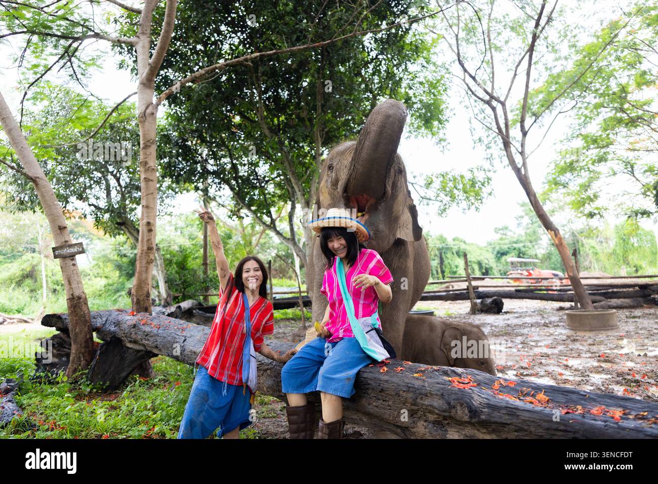 Woman elephant tree forest travel tourism nature animal outdoor smile ...
