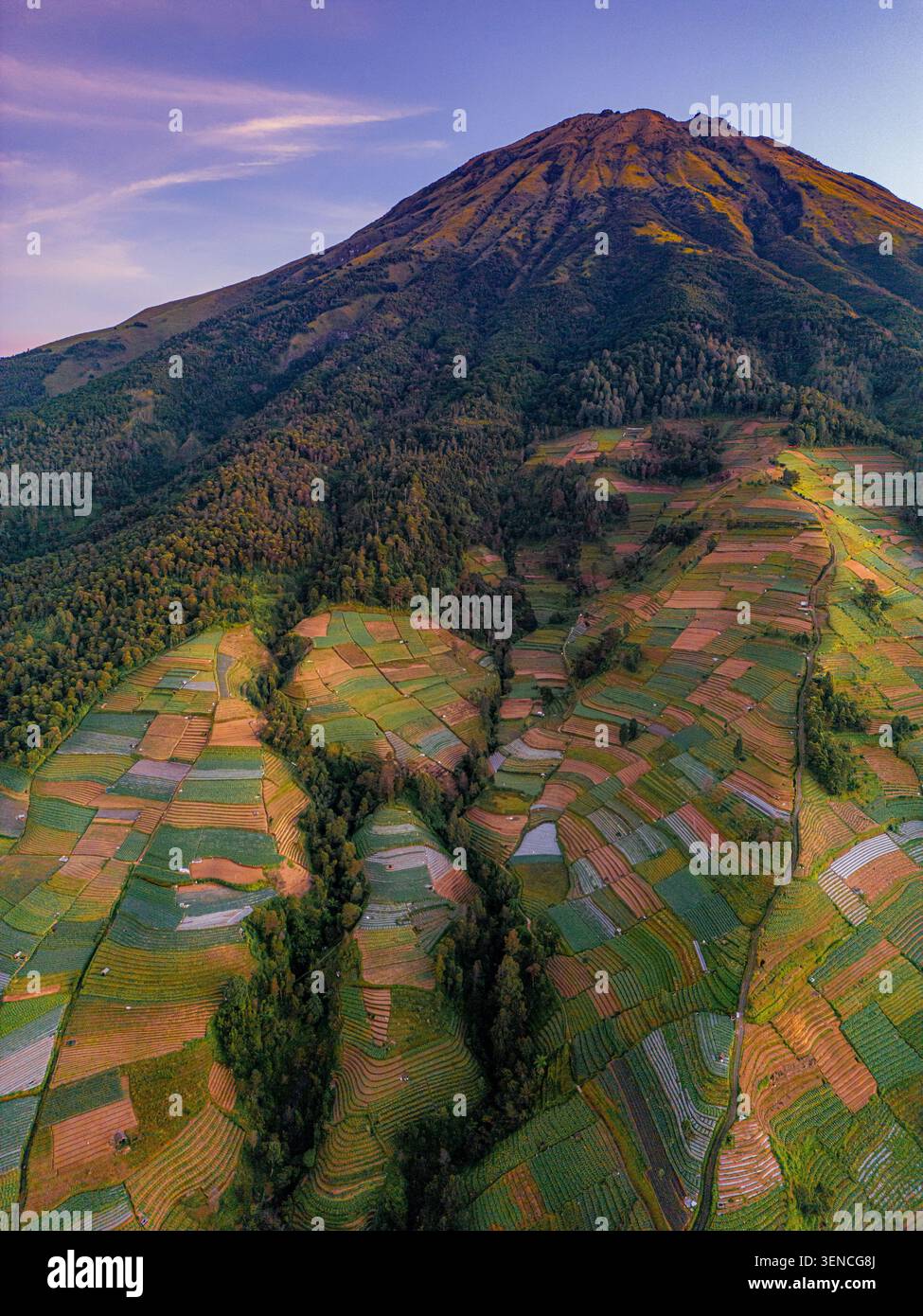 Farming terraces in Nepal Van Java Magelang, Indonesia at sunrise Stock ...