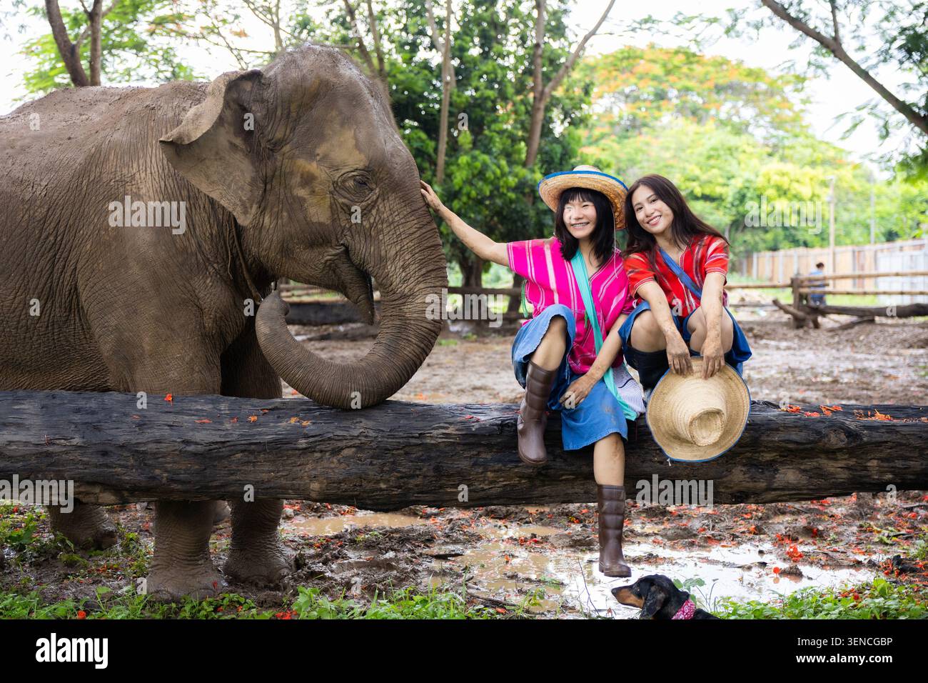 Elephant woman forest nature animal travel traditional hat tourism ...