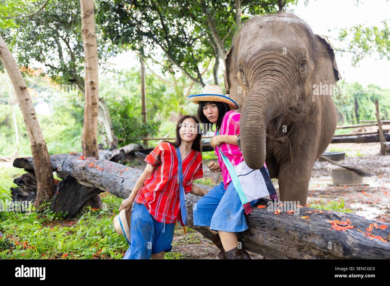 Elephant woman forest traditional animal travel nature rural Asian ...