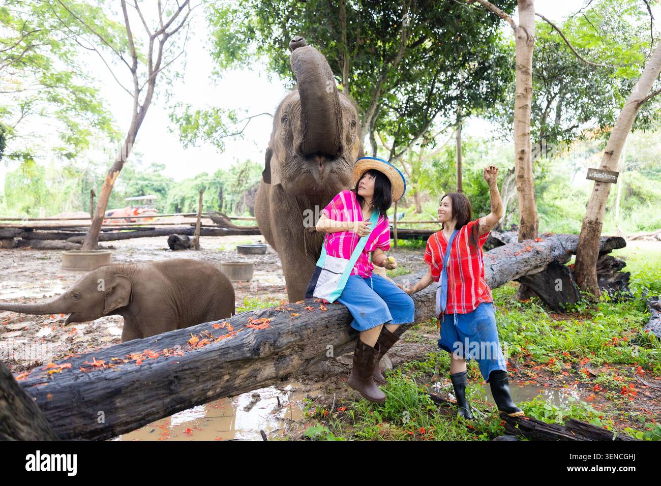 Elephant woman tourist forest animal nature travel tropical tree ...