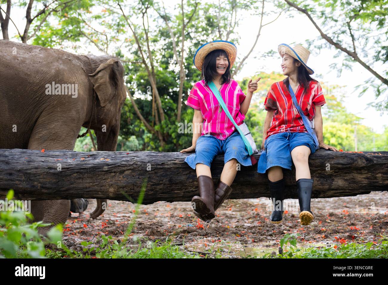 Woman elephant forest hat log travel nature friendship sitting smiling ...