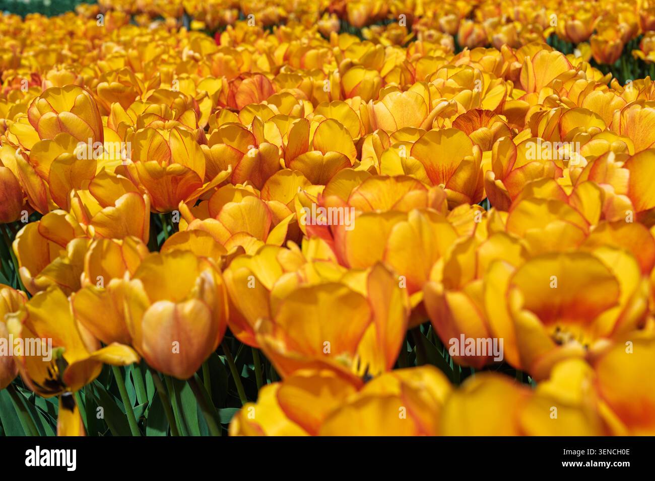 Golden yellow tulips in full spring bloom across a vibrant Dutch field ...