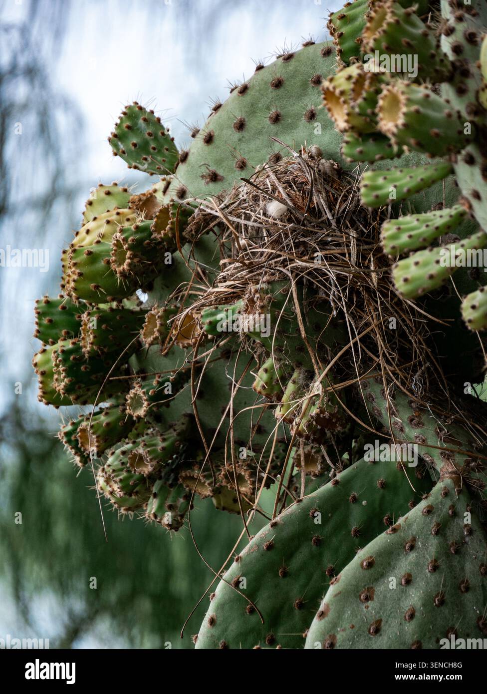 Native prickly pear cacti growing in the arid highlands of the ...