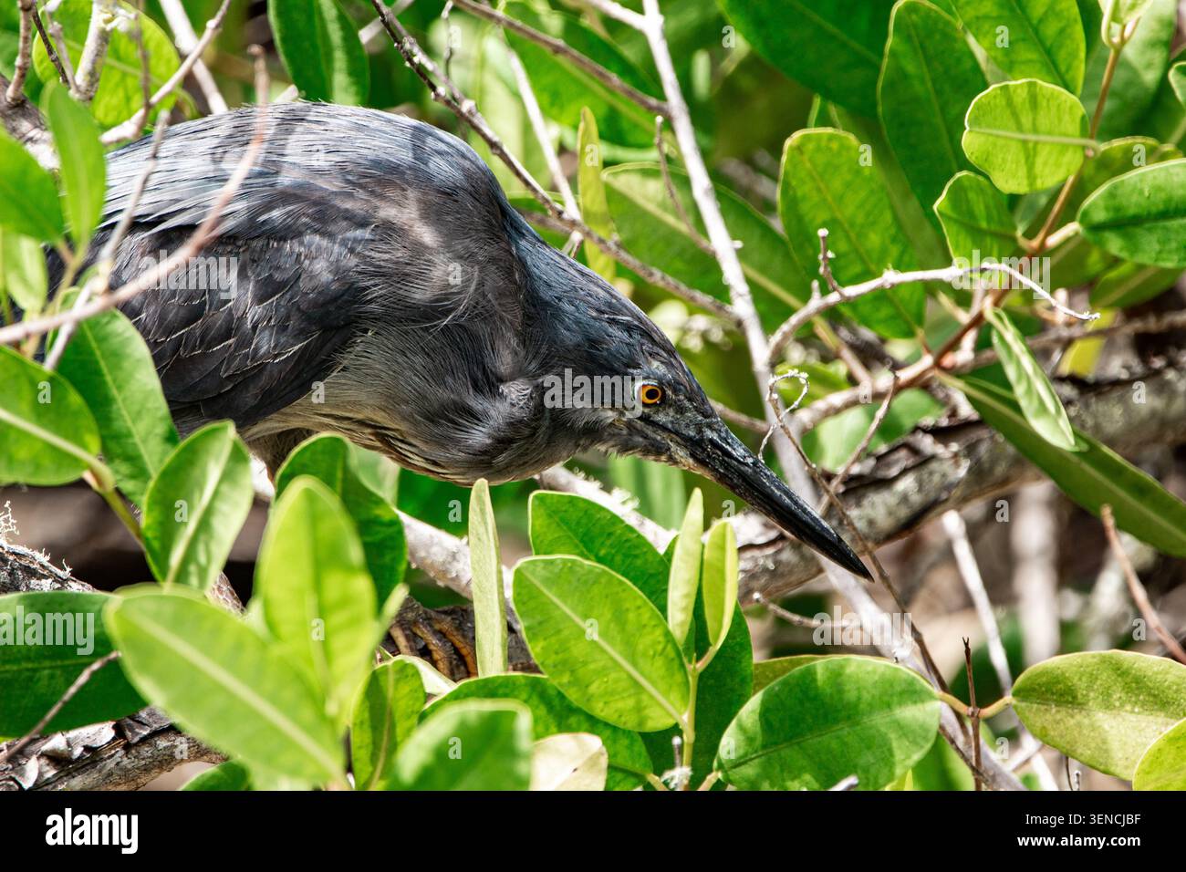 Close-up of a Lava Heron hidden among green coastal vegetation in the ...