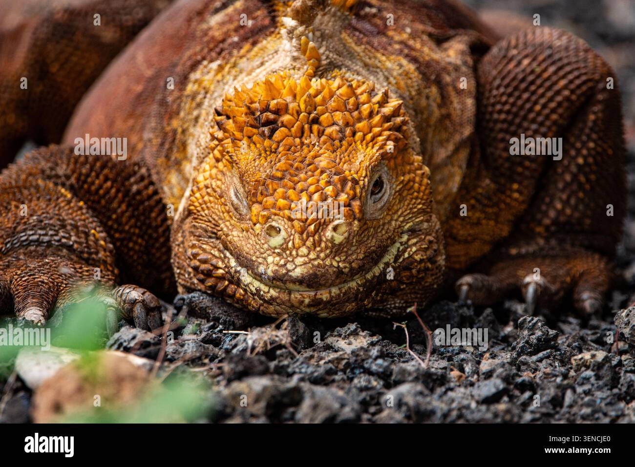 Close-up portrait of a Galapagos land iguana resting on volcanic soil ...