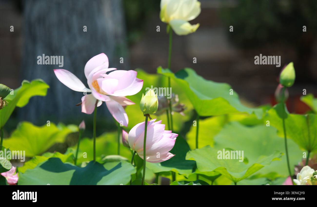 Visitors admire and photograph lotus flowers at Jianchu Temple in ...