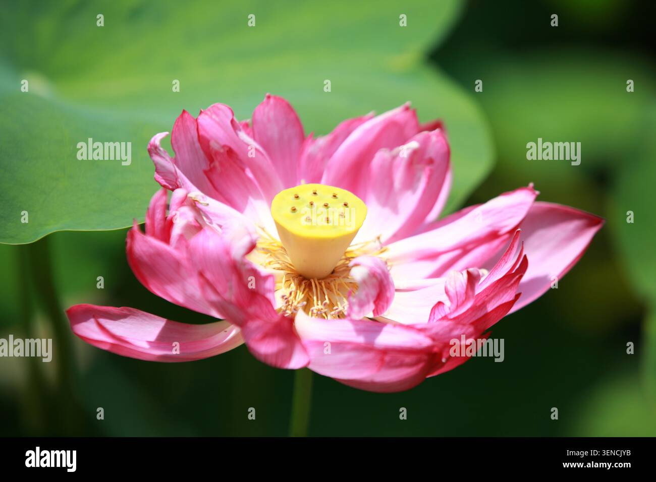 Visitors admire and photograph lotus flowers at Jianchu Temple in ...