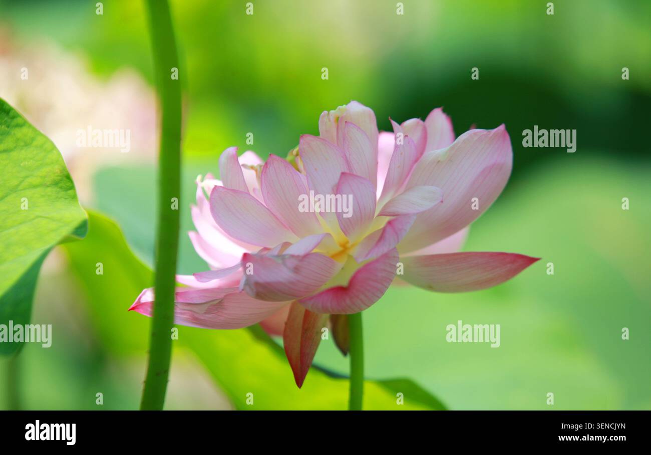 Visitors admire and photograph lotus flowers at Jianchu Temple in ...