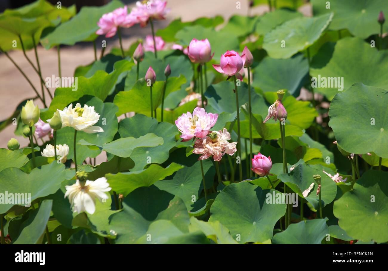 Visitors admire and photograph lotus flowers at Jianchu Temple in ...