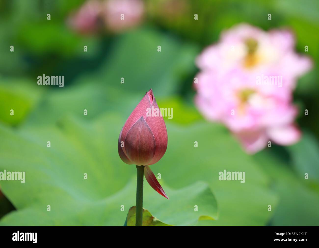 Visitors admire and photograph lotus flowers at Jianchu Temple in ...