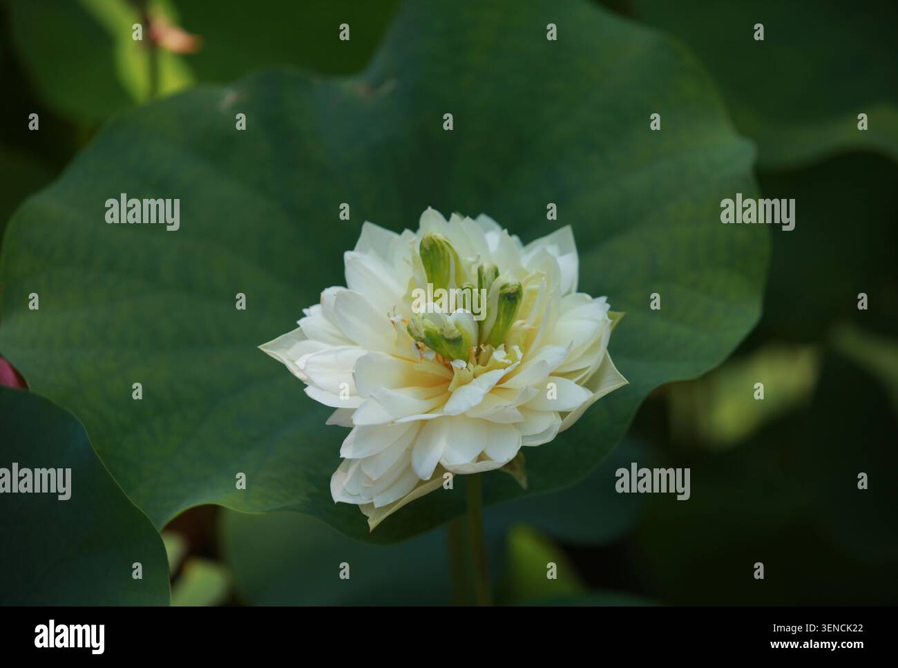 Visitors admire and photograph lotus flowers at Jianchu Temple in ...