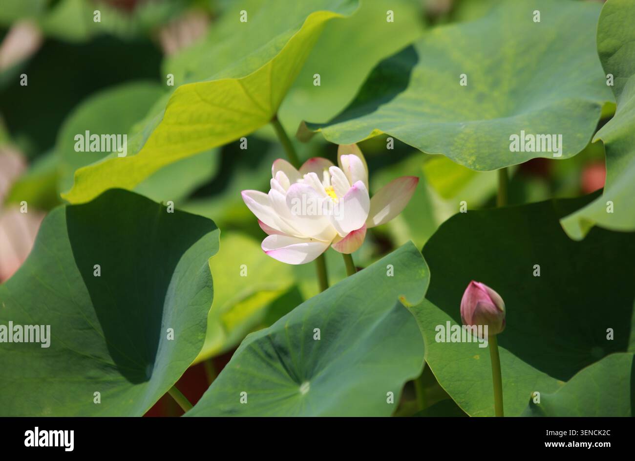 Visitors admire and photograph lotus flowers at Jianchu Temple in ...