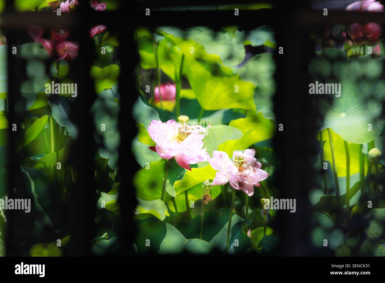 Visitors admire and photograph lotus flowers at Jianchu Temple in ...