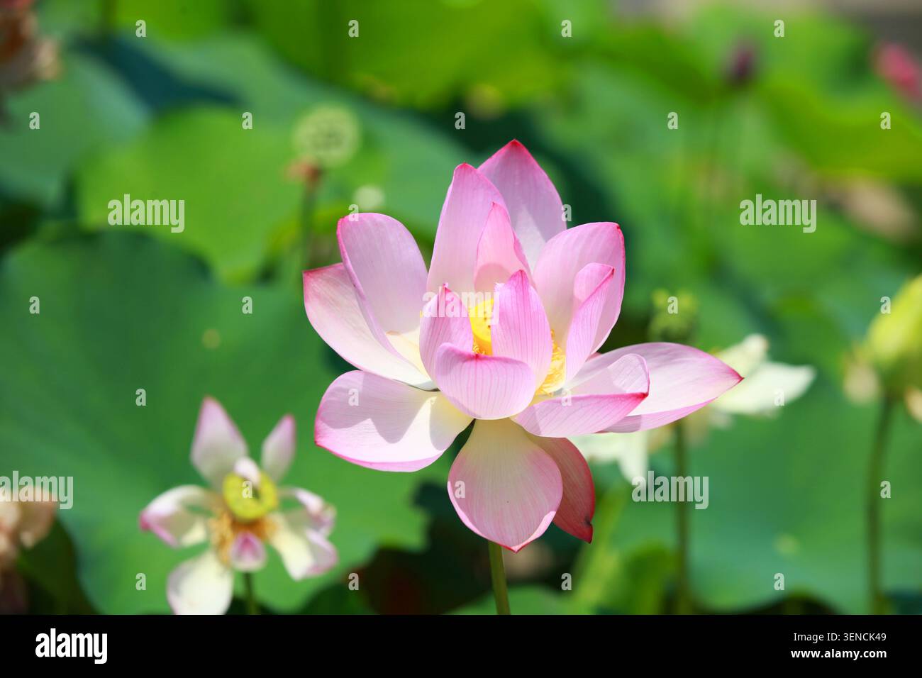 Visitors admire and photograph lotus flowers at Jianchu Temple in ...