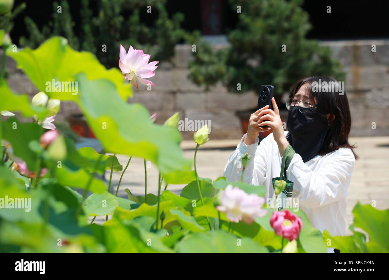 Visitors admire and photograph lotus flowers at Jianchu Temple in ...