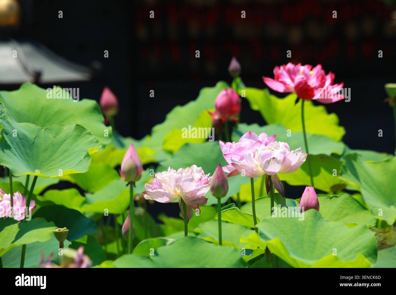 Visitors admire and photograph lotus flowers at Jianchu Temple in ...