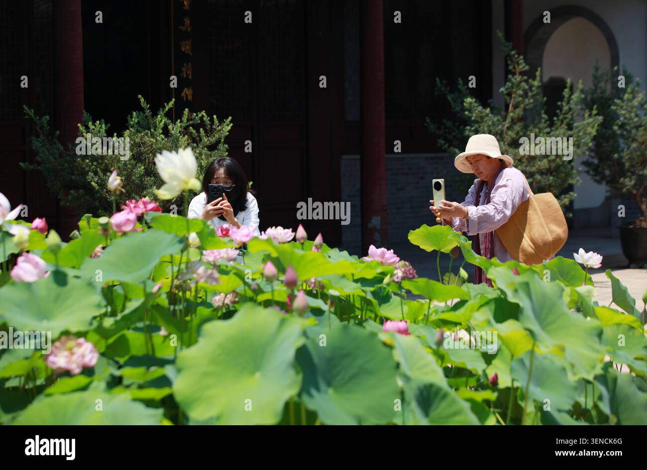 Visitors admire and photograph lotus flowers at Jianchu Temple in ...