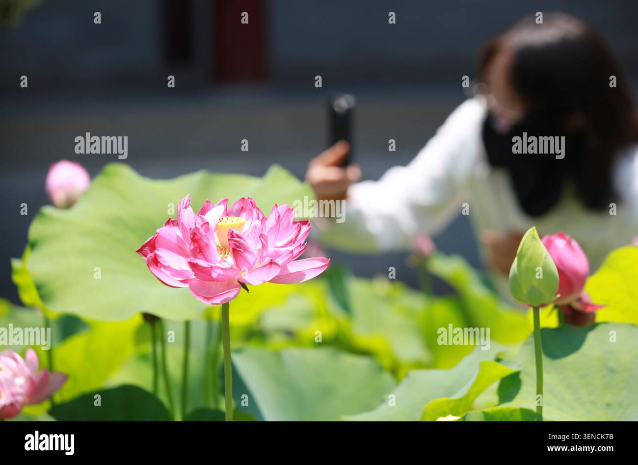 Visitors admire and photograph lotus flowers at Jianchu Temple in ...