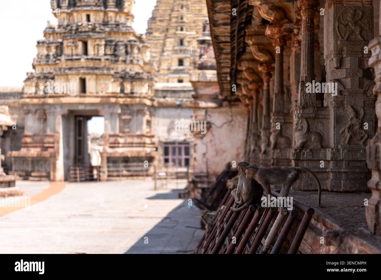Hampi, India - March 13, 2025: Monkeys Resting Beside Stone Pillars at ...
