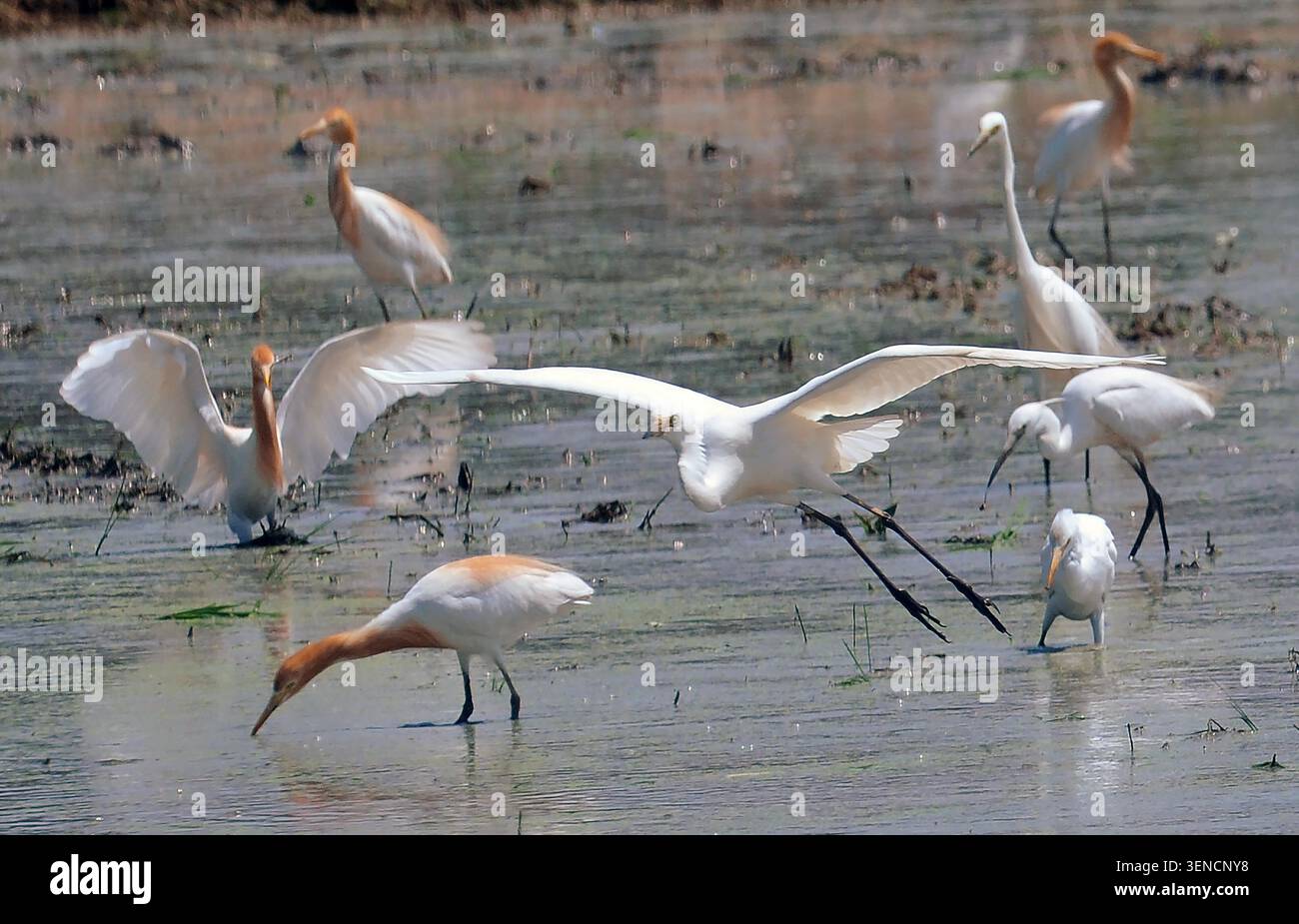 Egrets forage near farmers working in a paddy field in Yuzha Village ...