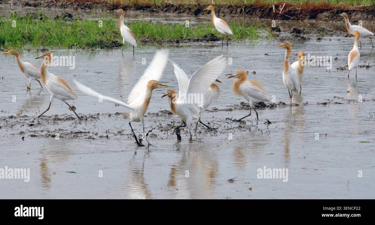 Egrets forage near farmers working in a paddy field in Yuzha Village ...