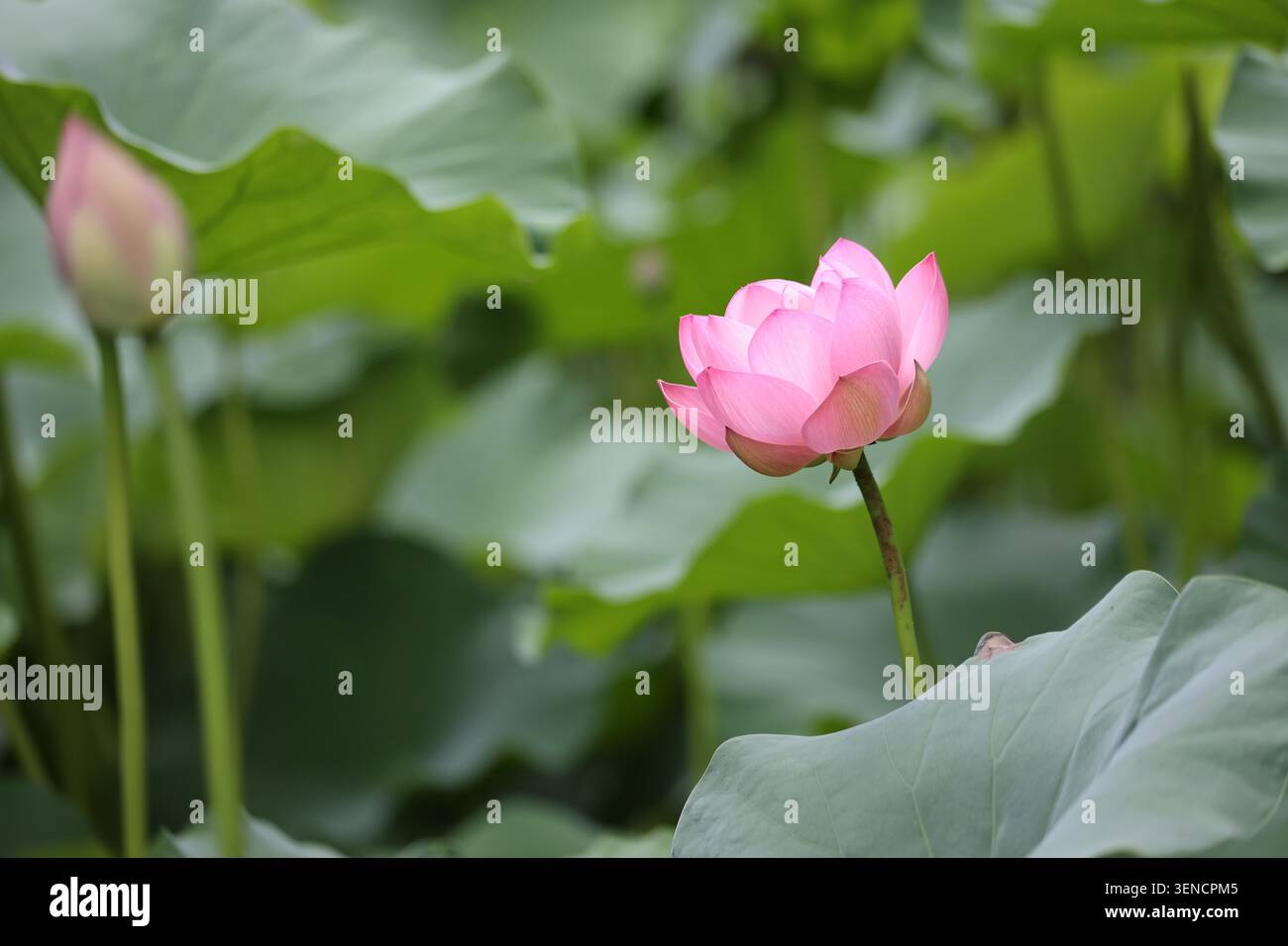The first wave of summer lotus flowers bloom at Shapingba Park in ...