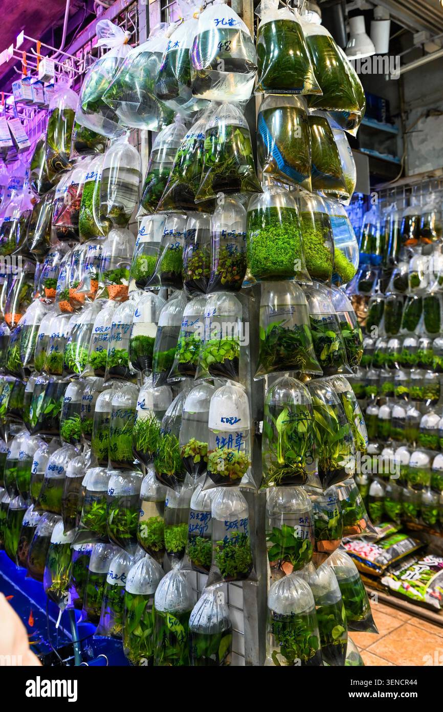 HONG KONG, CHINA, 21 April 2026, a vertical view captures rows of ...