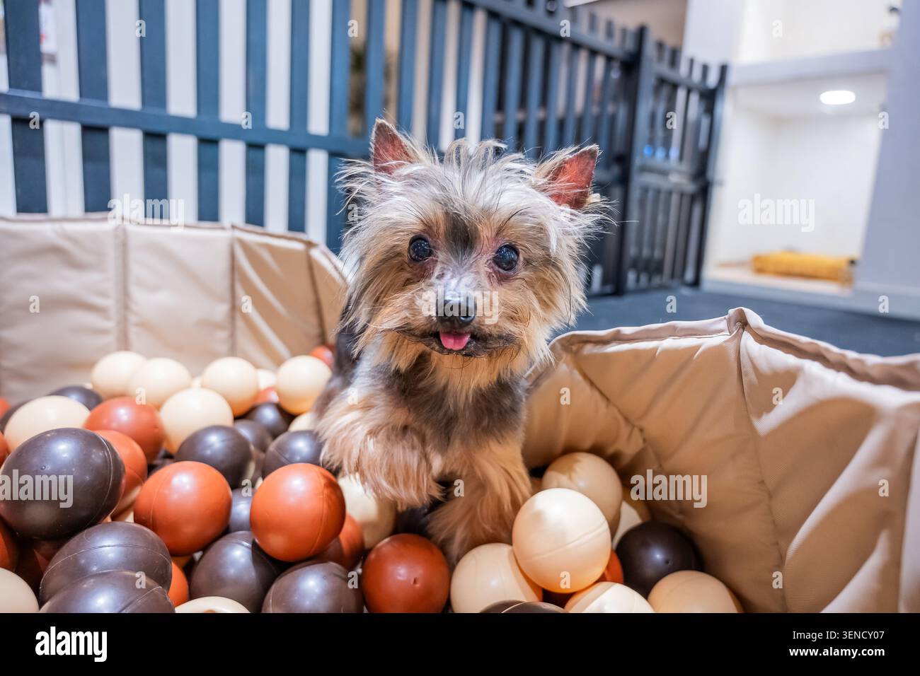 A Yorkshire Terrier in a veterinary clinic's daycare center Stock Photo ...